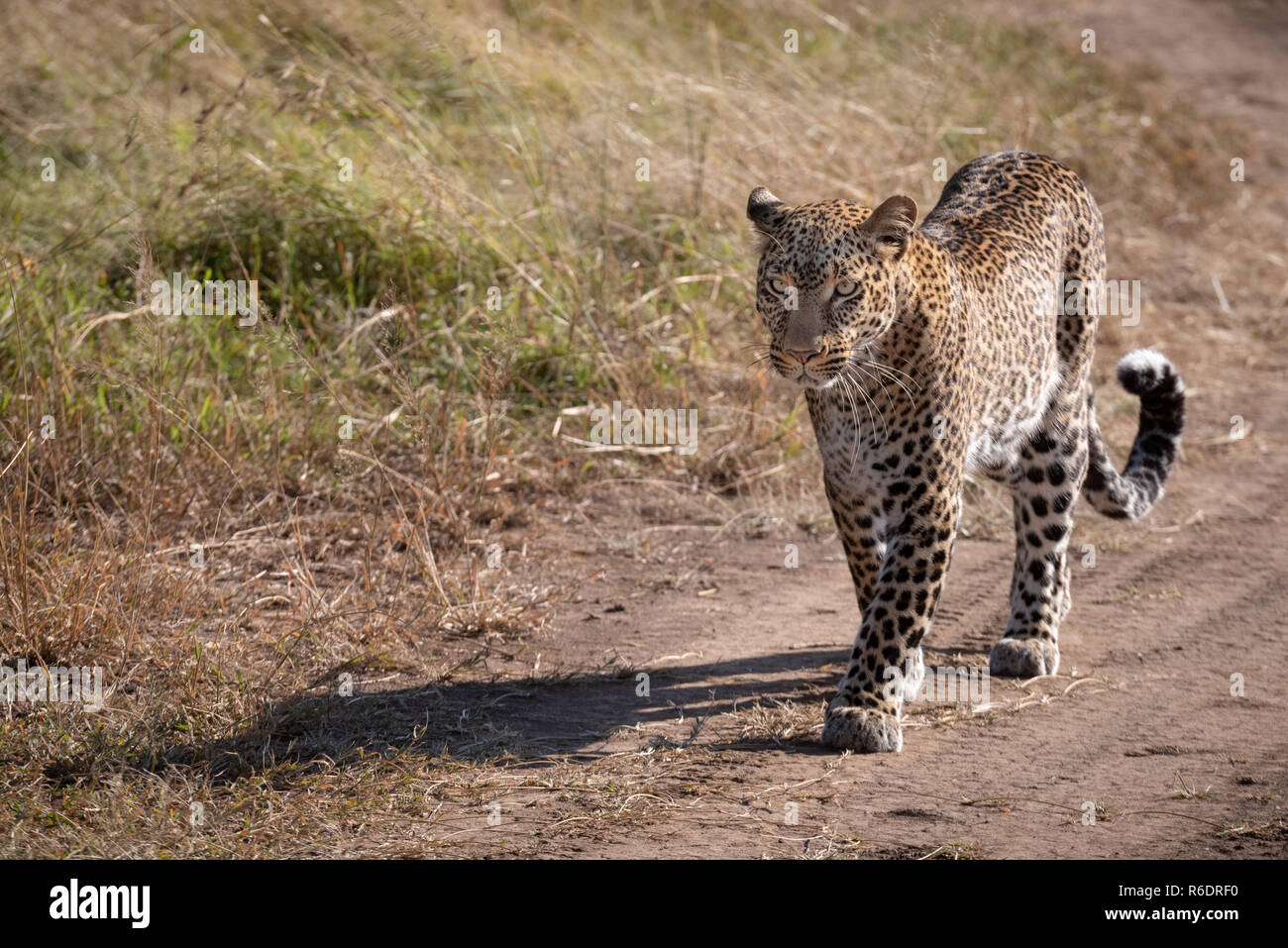 Leopard on safari track hi-res stock photography and images - Alamy
