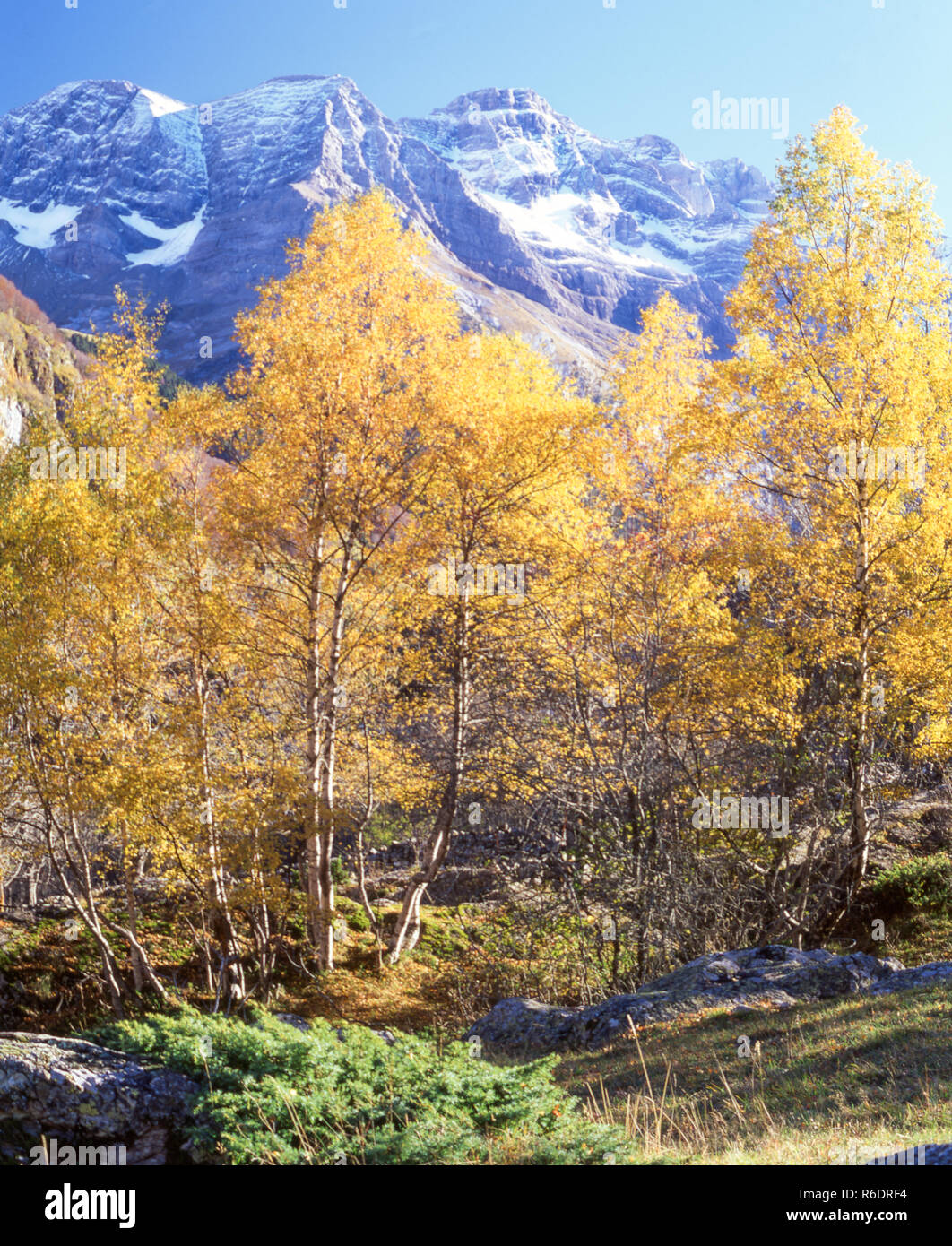 Silver birch trees france hi-res stock photography and images - Alamy