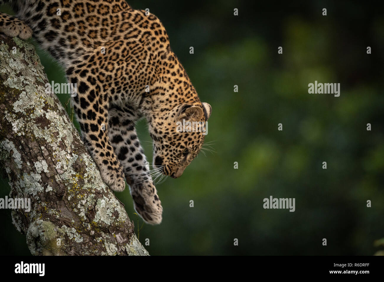 Leopard walking down tree hi-res stock photography and images - Alamy