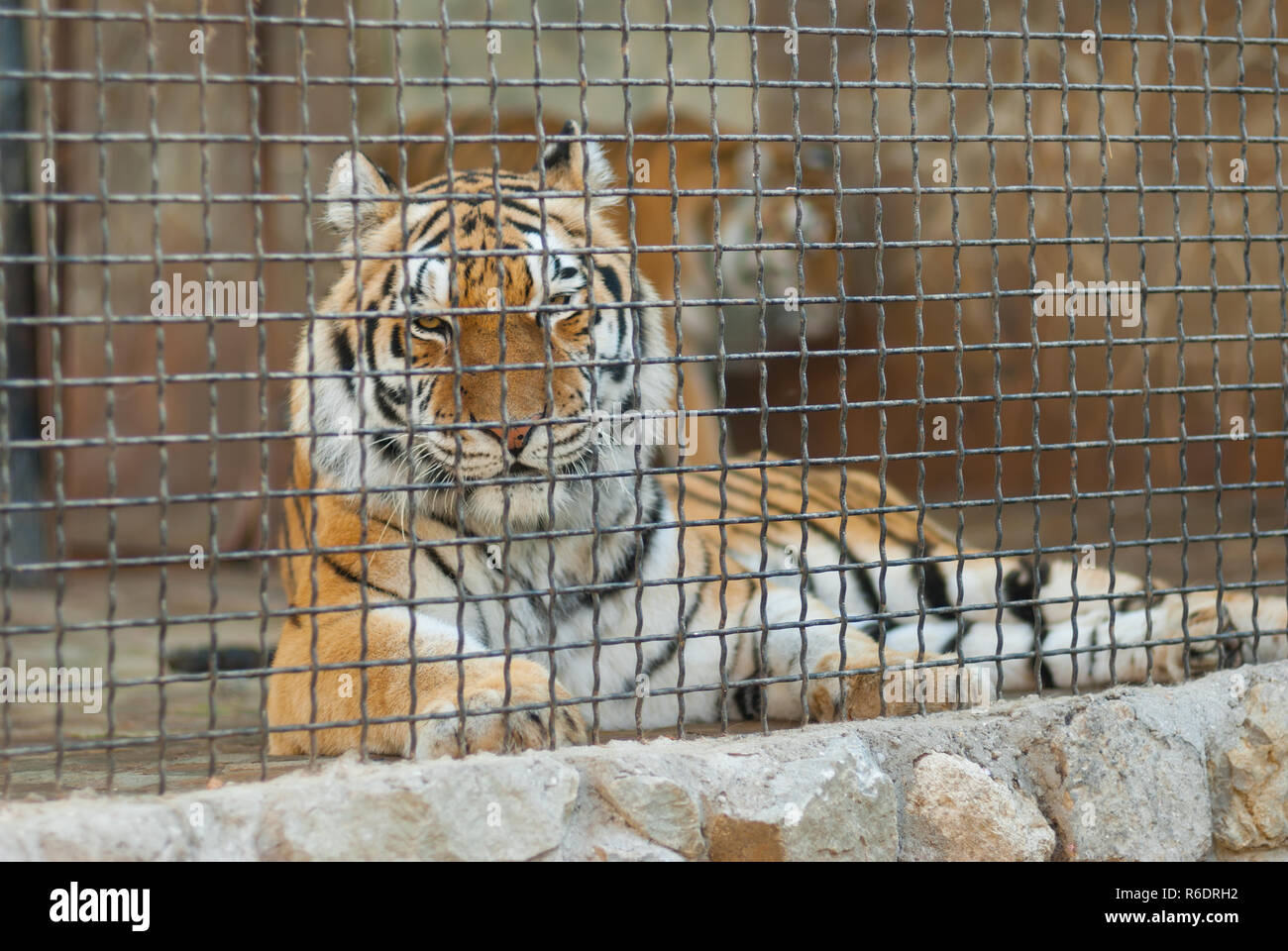 Tiger lying in wait hi-res stock photography and images - Alamy