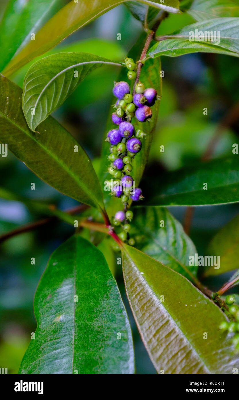 Bright berries ripenin the lush jungle and limestone cliffs of Welchman ...