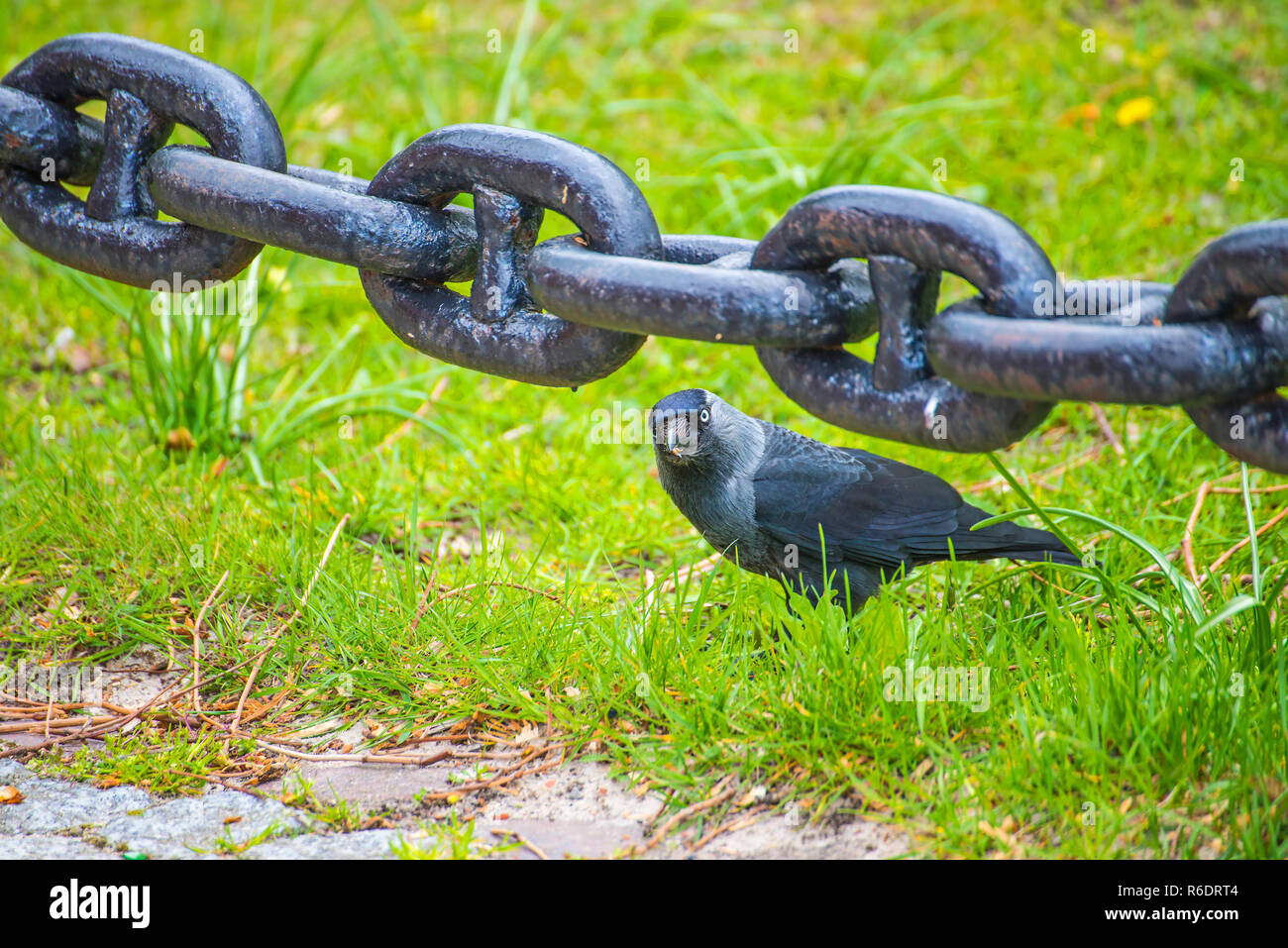 Anchor Chain With Hooded Crow Stock Photo - Alamy