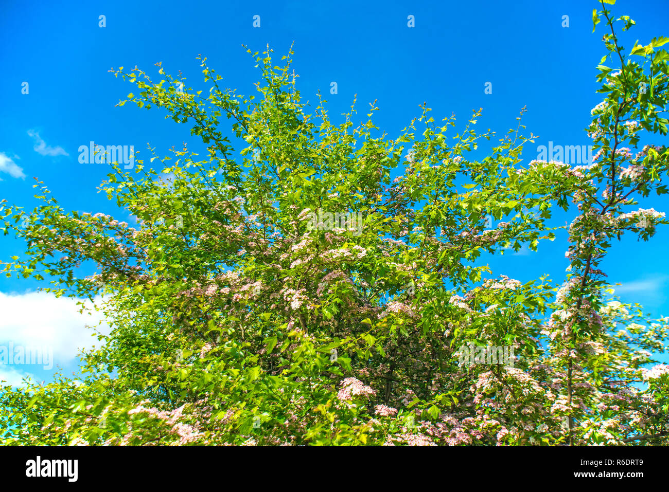 Hawthorne flower hi-res stock photography and images - Alamy