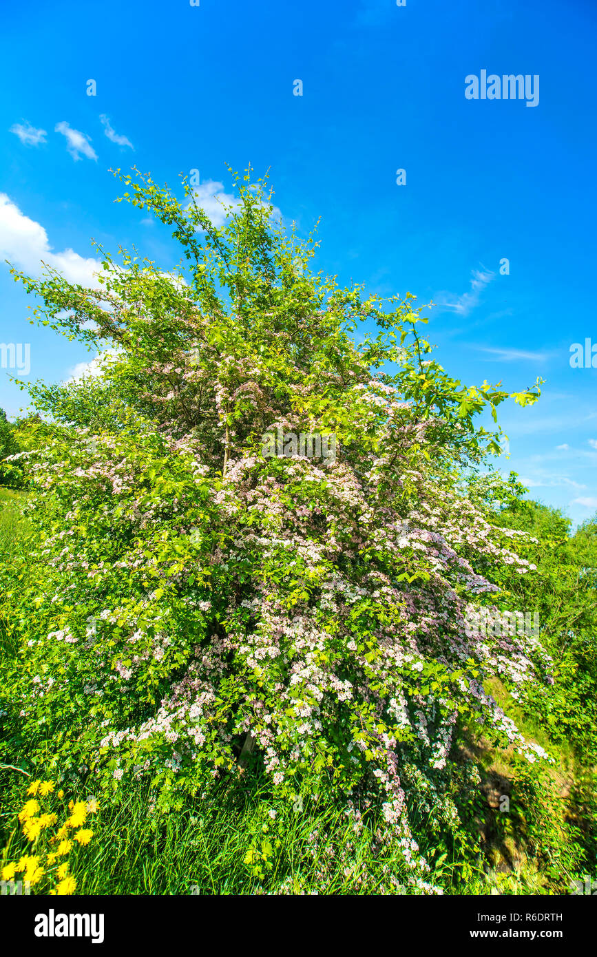 White hawthorne flower hi-res stock photography and images - Alamy