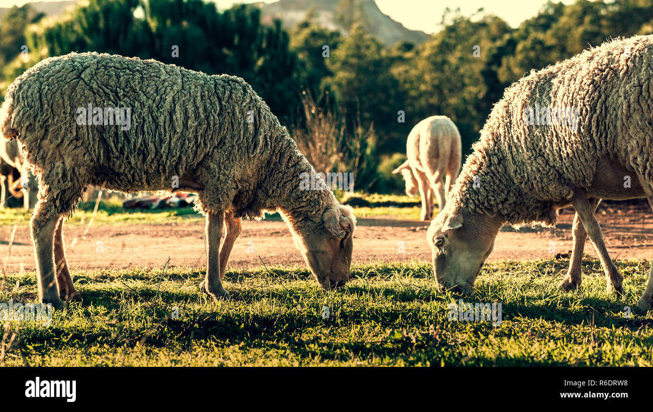 Two sheep facing each other hi-res stock photography and images - Alamy