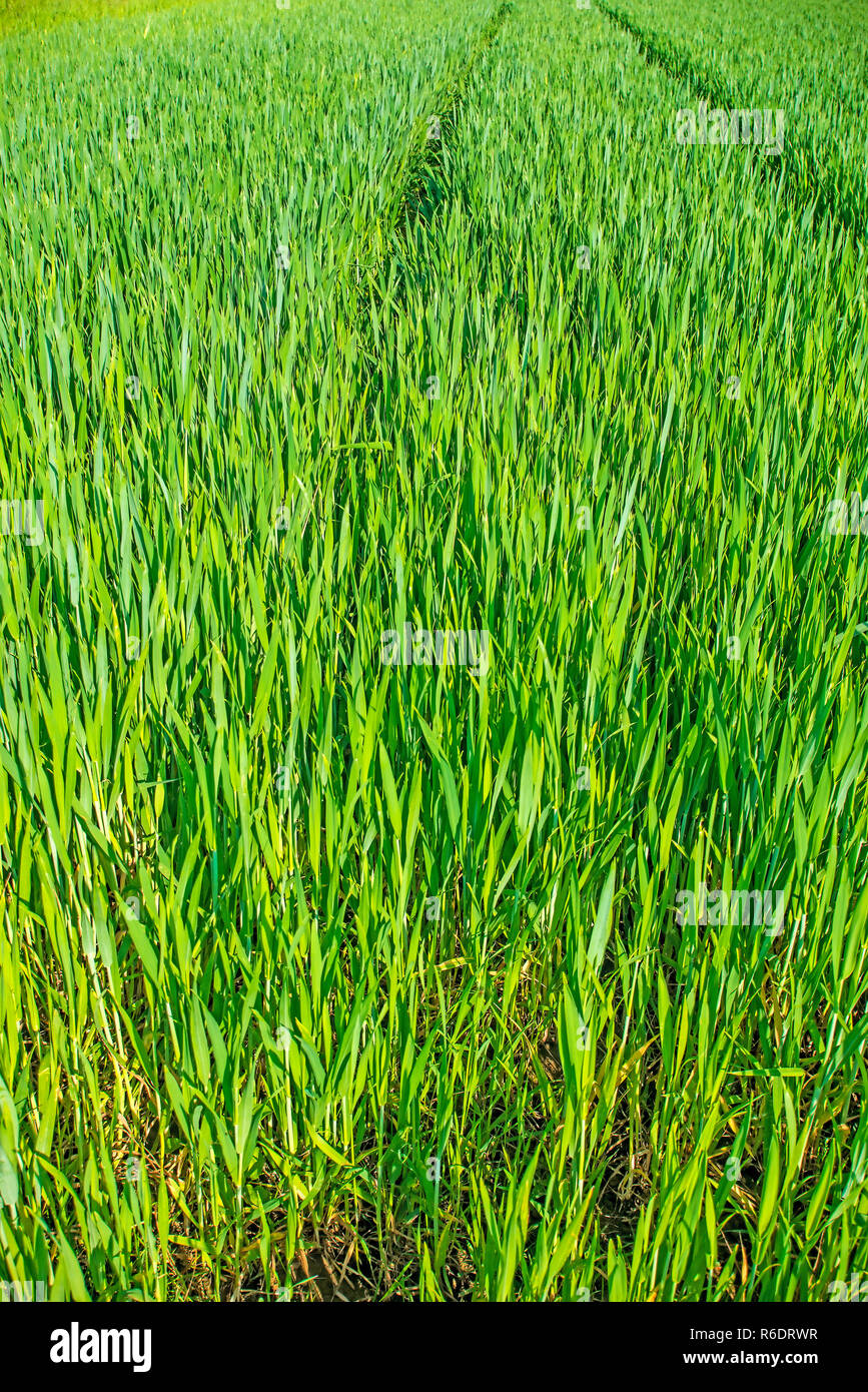 Planting corn seedlings hi-res stock photography and images - Alamy