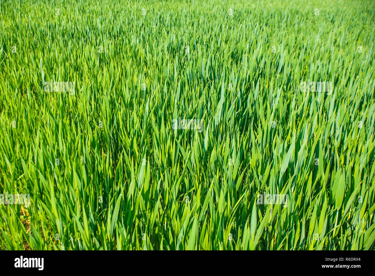 Planting corn seedlings hi-res stock photography and images - Alamy