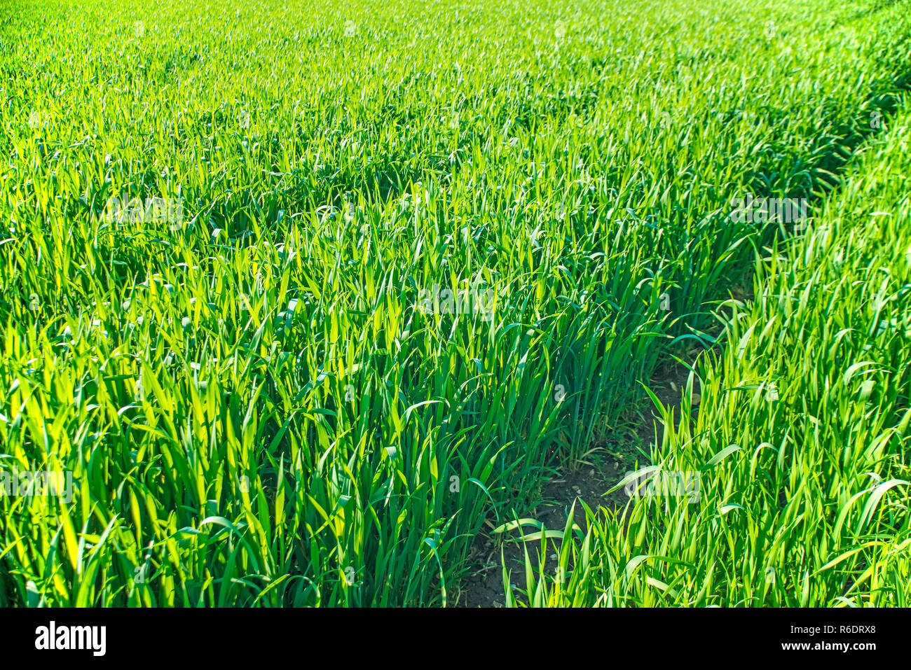 Planting corn seedlings hi-res stock photography and images - Alamy