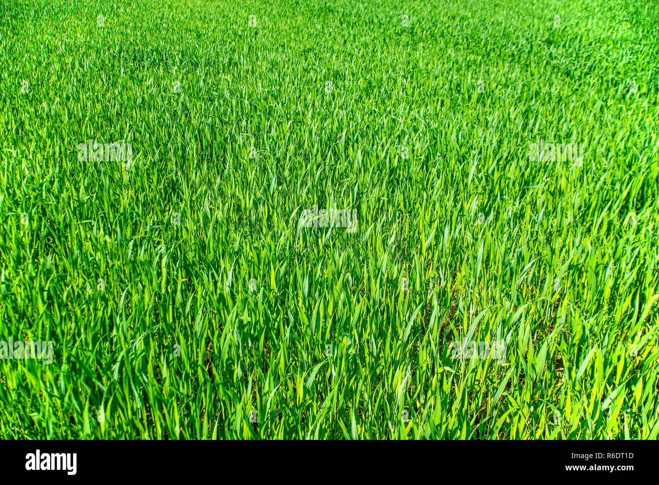 Planting corn seedlings hi-res stock photography and images - Alamy