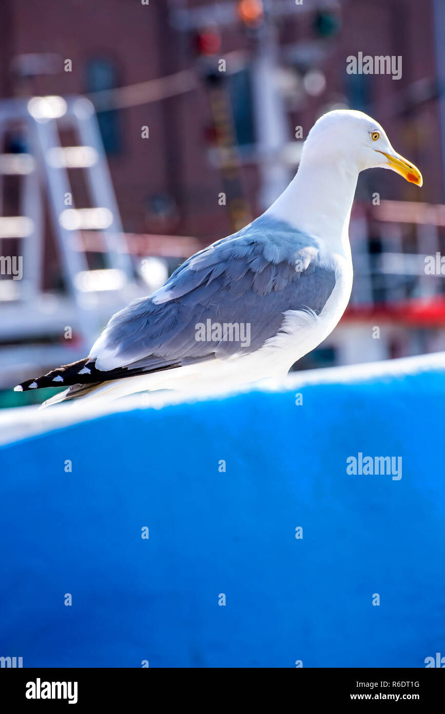 Blue trawler hi-res stock photography and images - Alamy