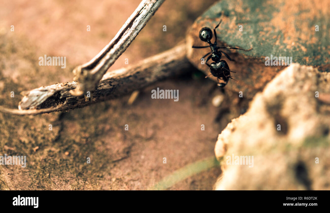 Big black ant hi-res stock photography and images - Alamy