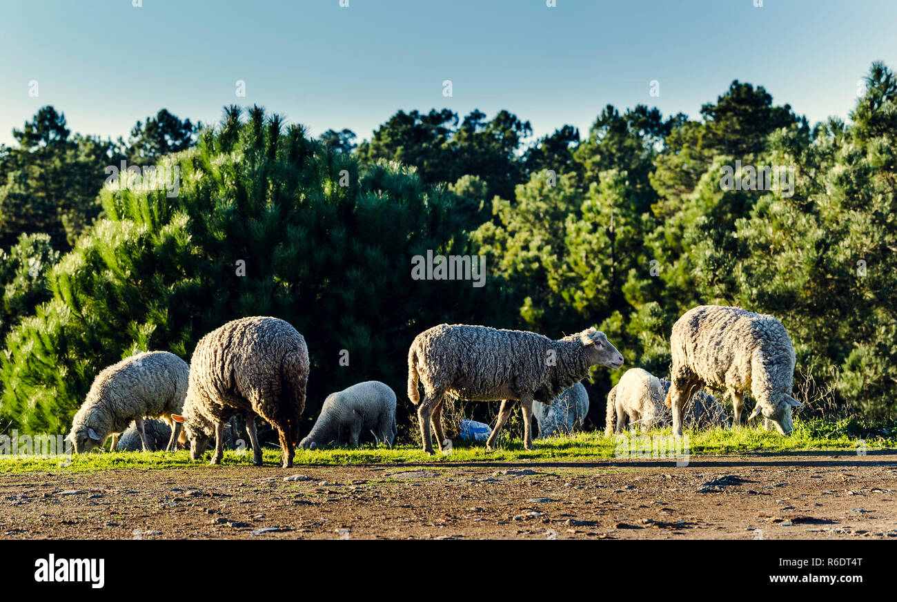 Blue breed of sheep hi-res stock photography and images - Alamy