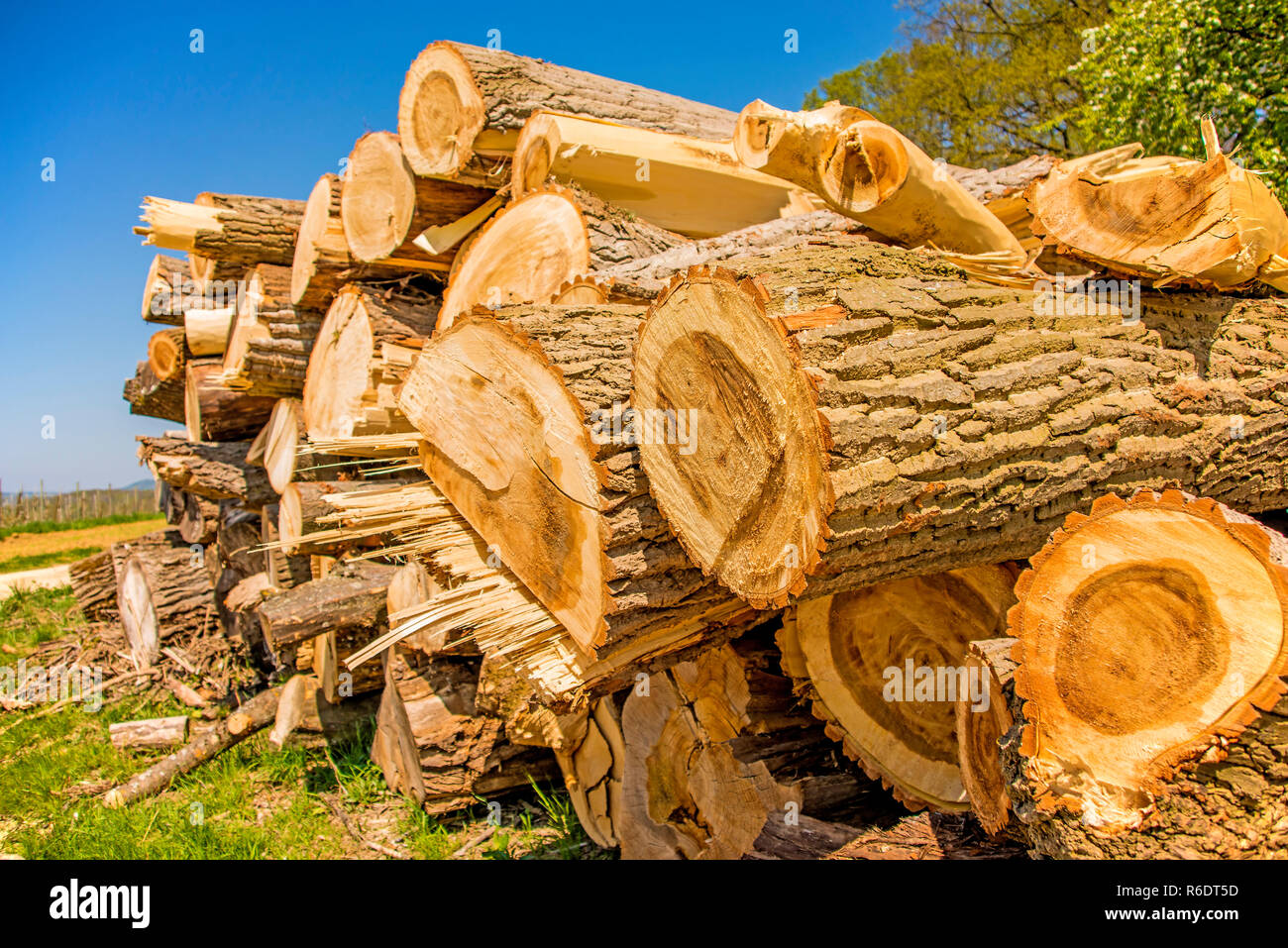 Chopped trees hi-res stock photography and images - Alamy