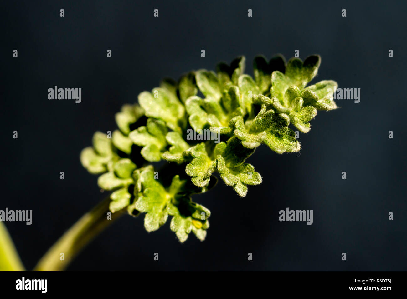 Artemisia absinthum hi-res stock photography and images - Alamy
