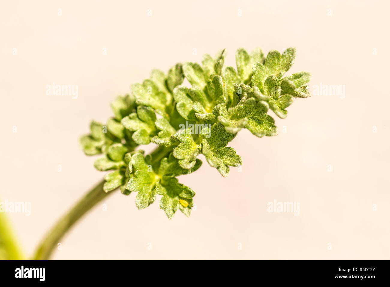 Artemisisa absinthium hi-res stock photography and images - Alamy