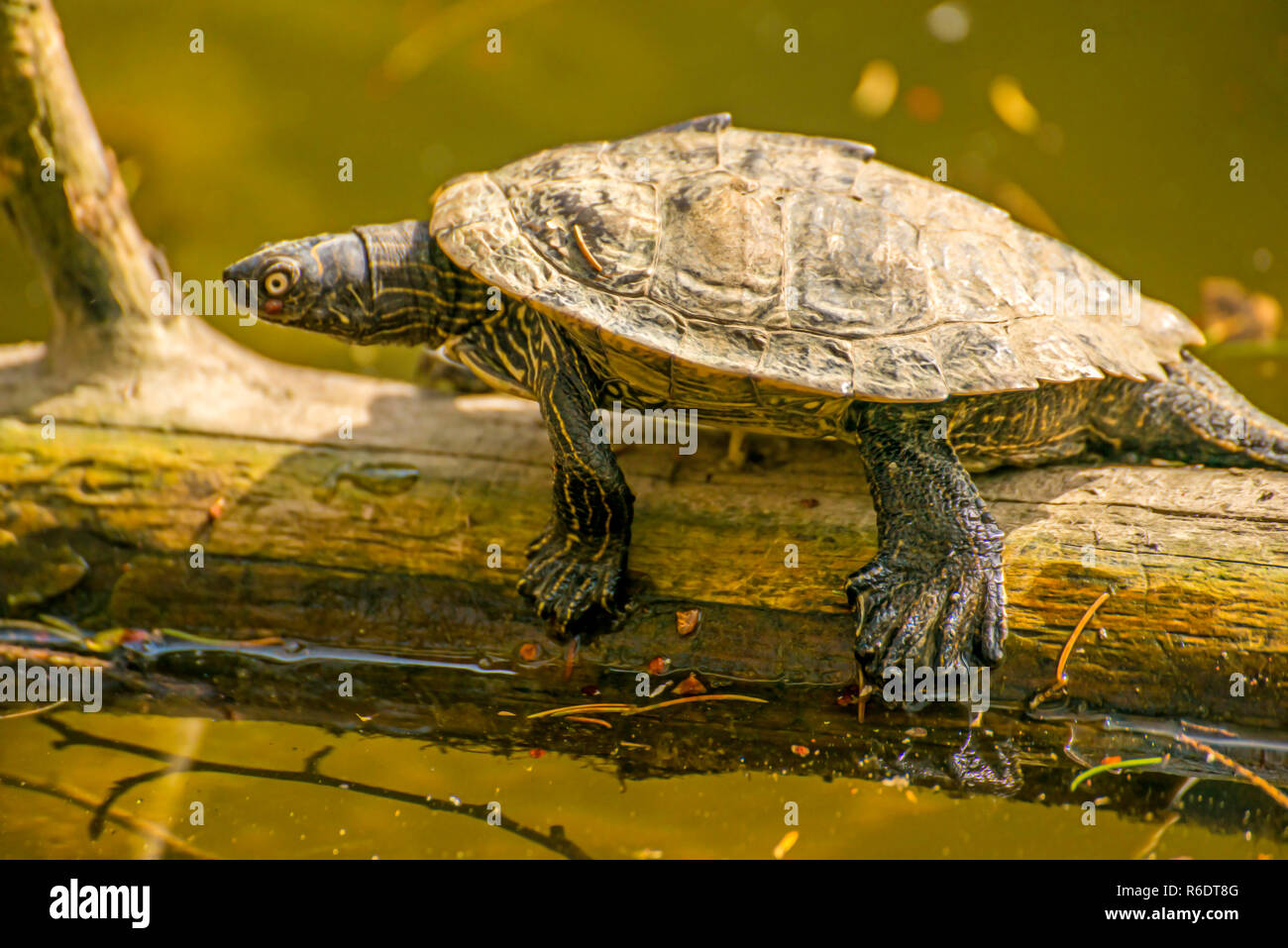 Coastal Cooter During A Sun Bath At A German Lake Stock Photo - Alamy