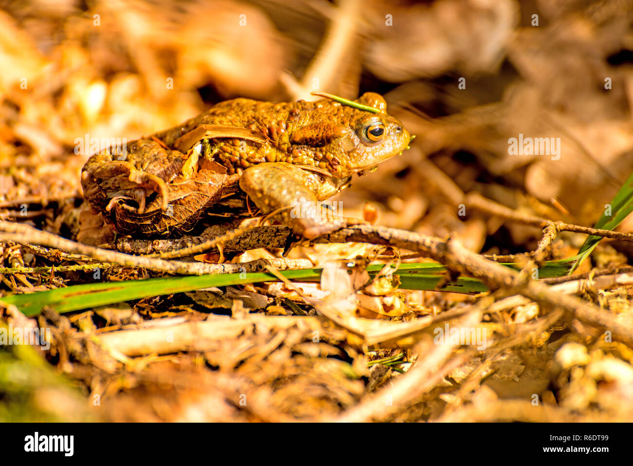 Big cane toad hi-res stock photography and images - Alamy