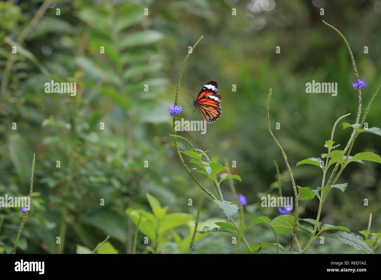 Red butterfly landing on a flower Stock Photo - Alamy