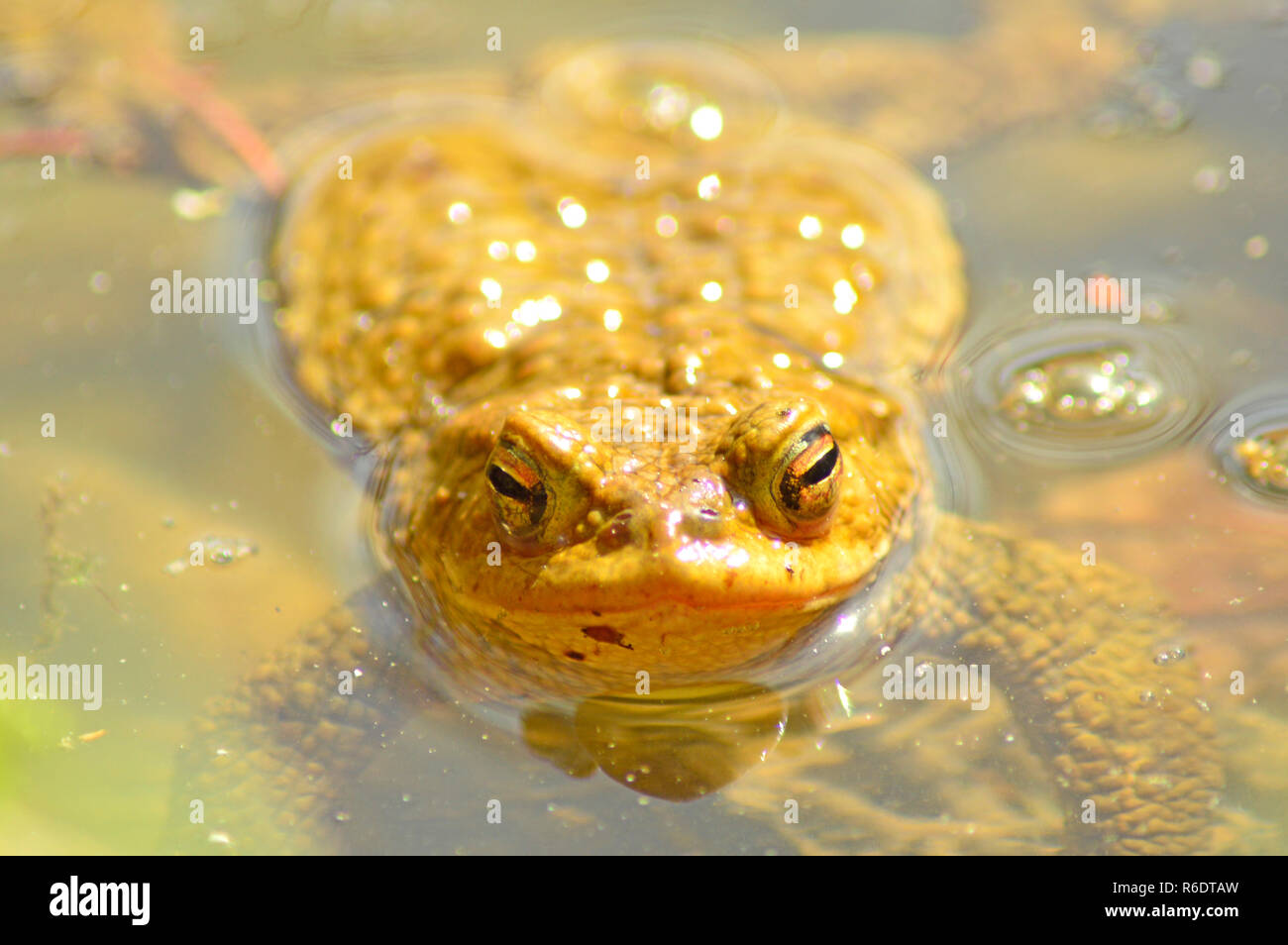 Toad In A Pond Stock Photo - Alamy