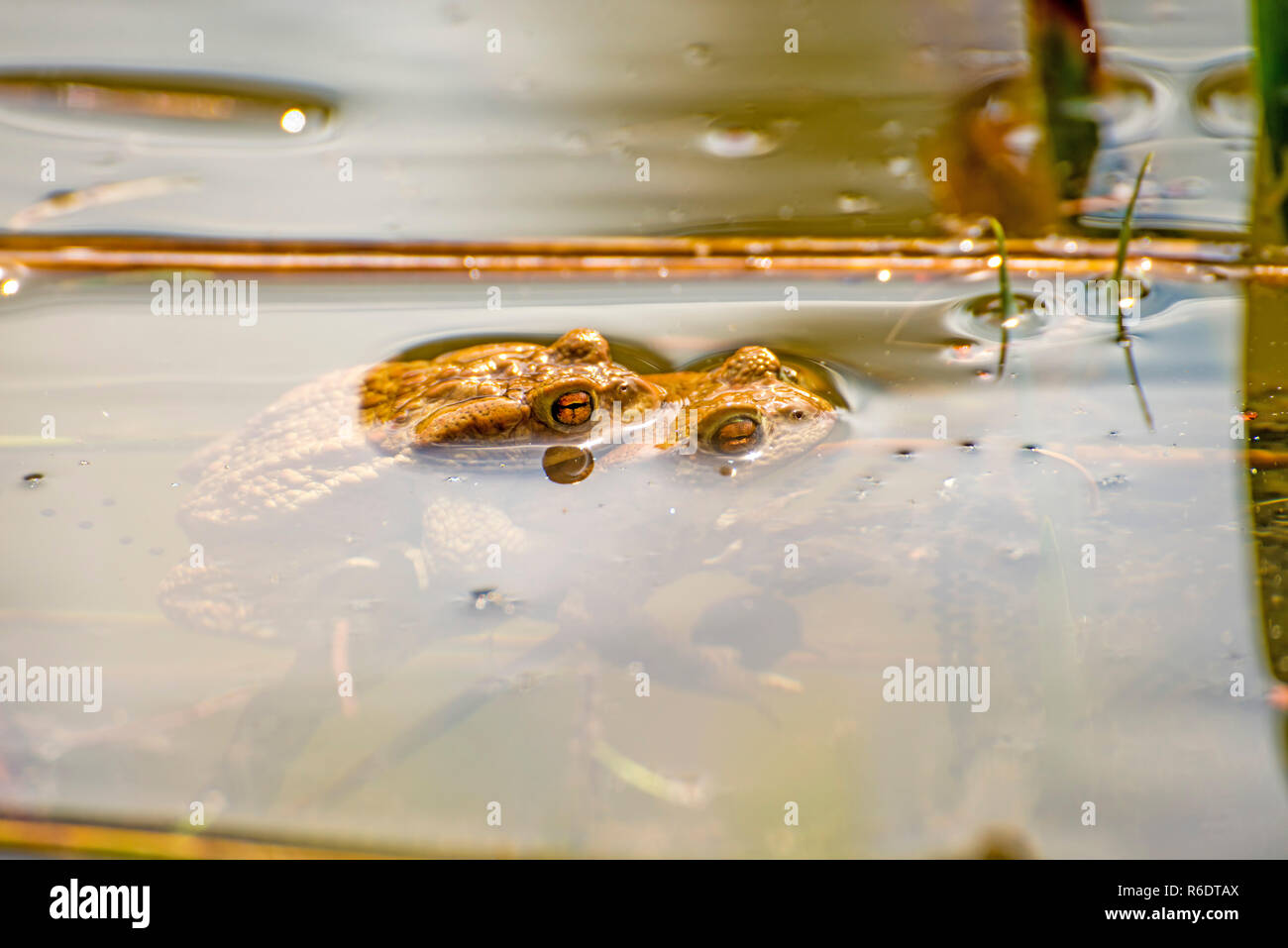 Reproduction of common toads hi-res stock photography and images - Alamy