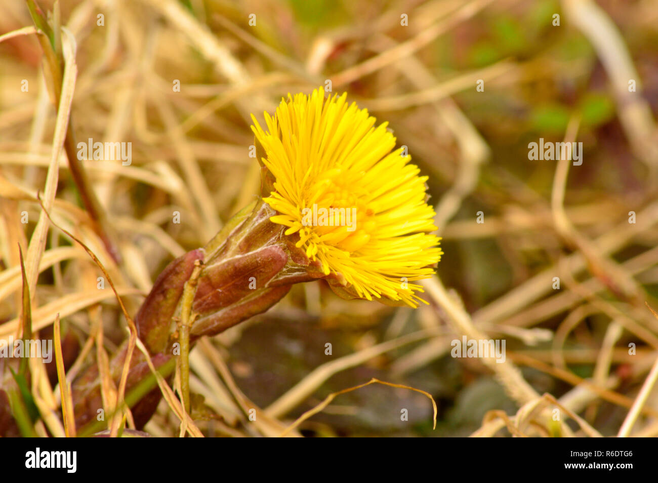 Coltsfoot, Tussilago Farfara Stock Photo - Alamy