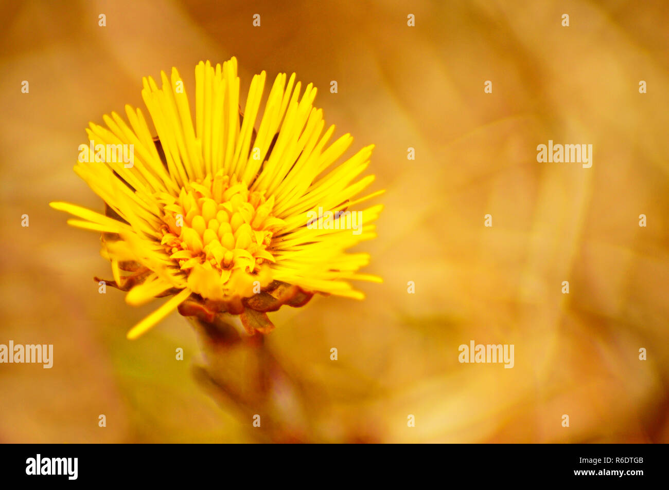 Coltsfoot, Tussilago Farfara Stock Photo - Alamy