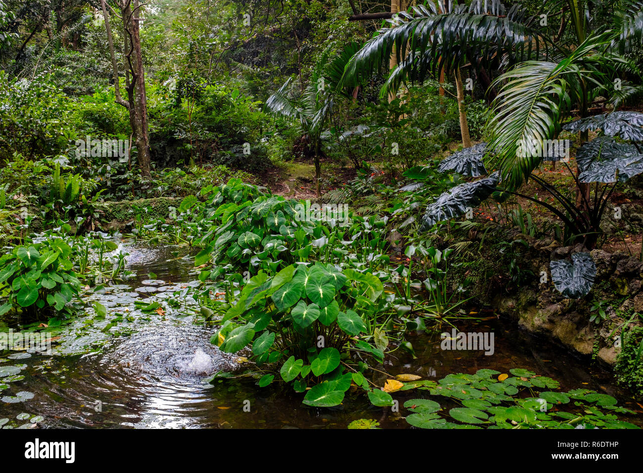 A walk through the lush jungle and limestone cliffs of Welchman Hall ...