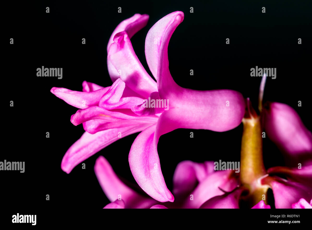 Hyacinthus l hi-res stock photography and images - Alamy