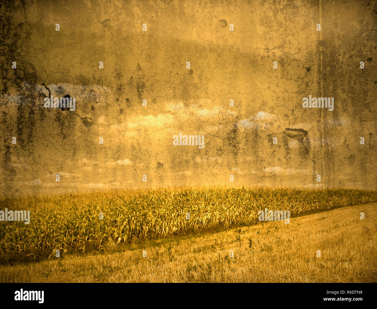 Corn Field In Vintage Look Stock Photo - Alamy