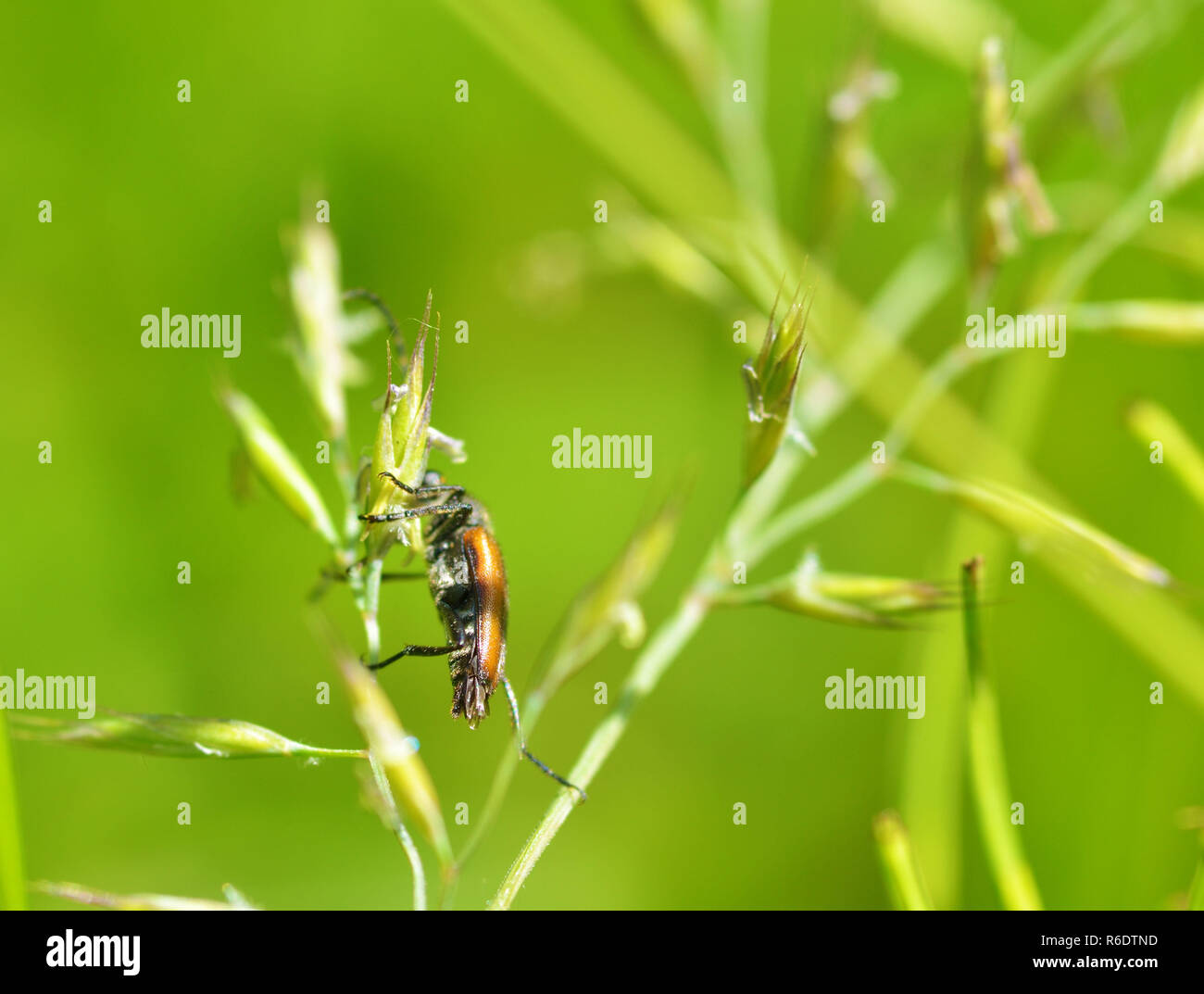 Insects crawling on grass hi-res stock photography and images - Alamy