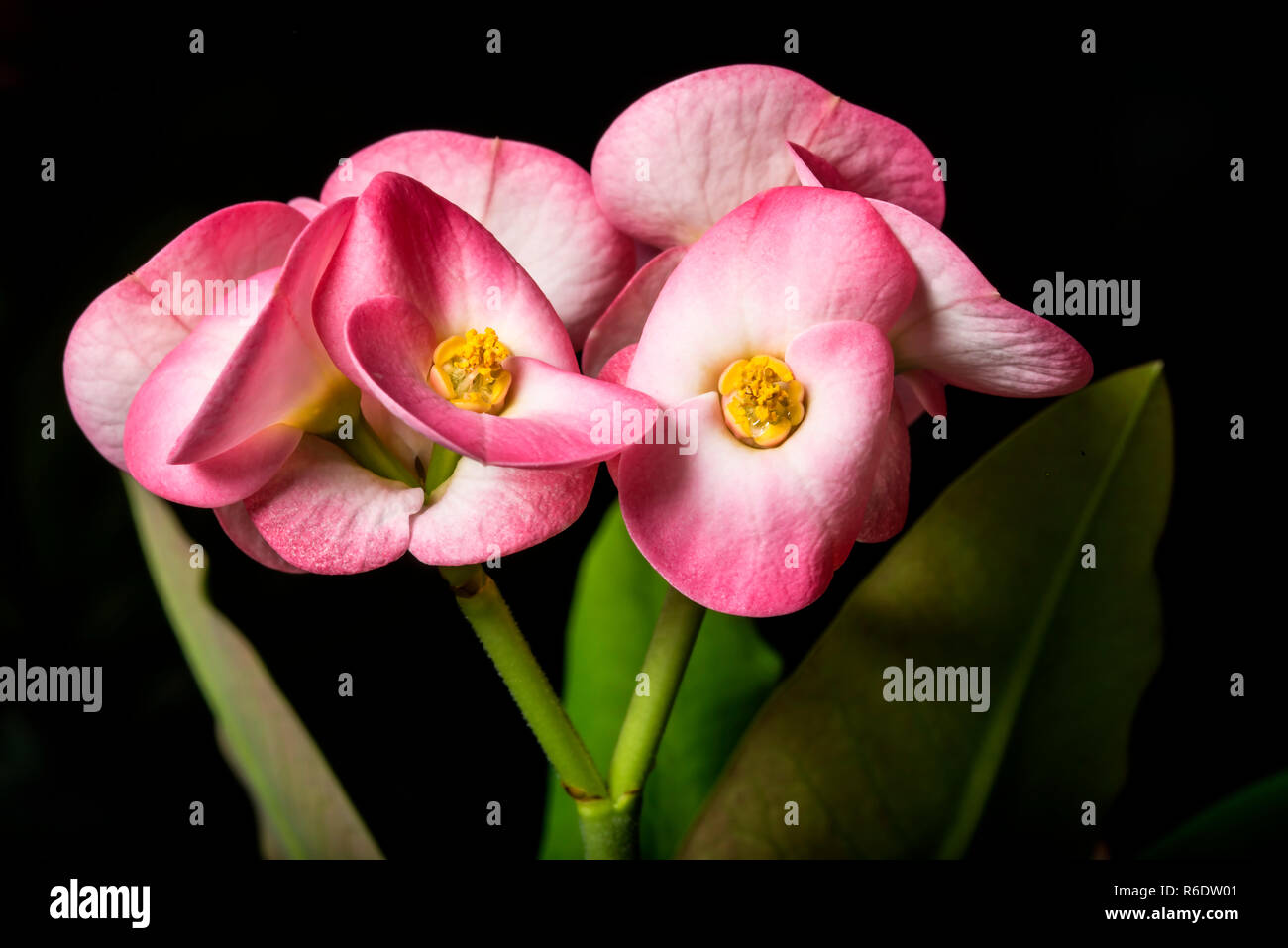 Christs thorn hi-res stock photography and images - Alamy