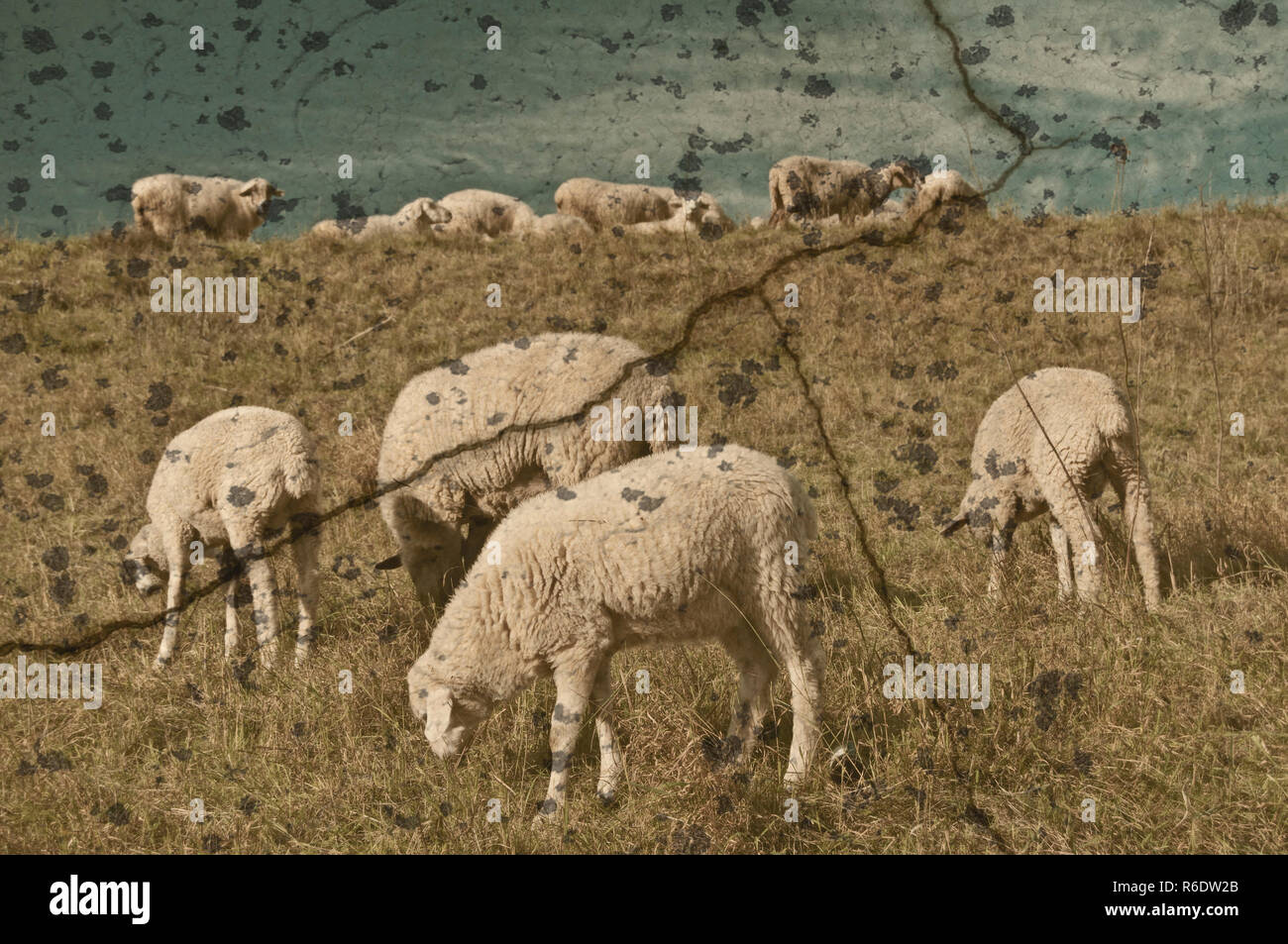 Sheep On A Range Stock Photo - Alamy