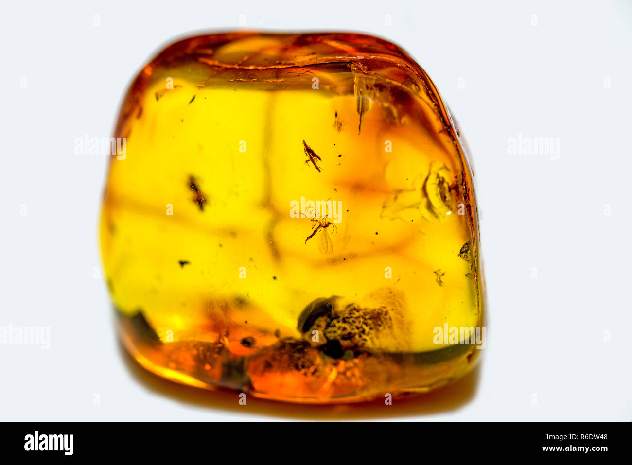 Amber With Embedded Insects Stock Photo - Alamy