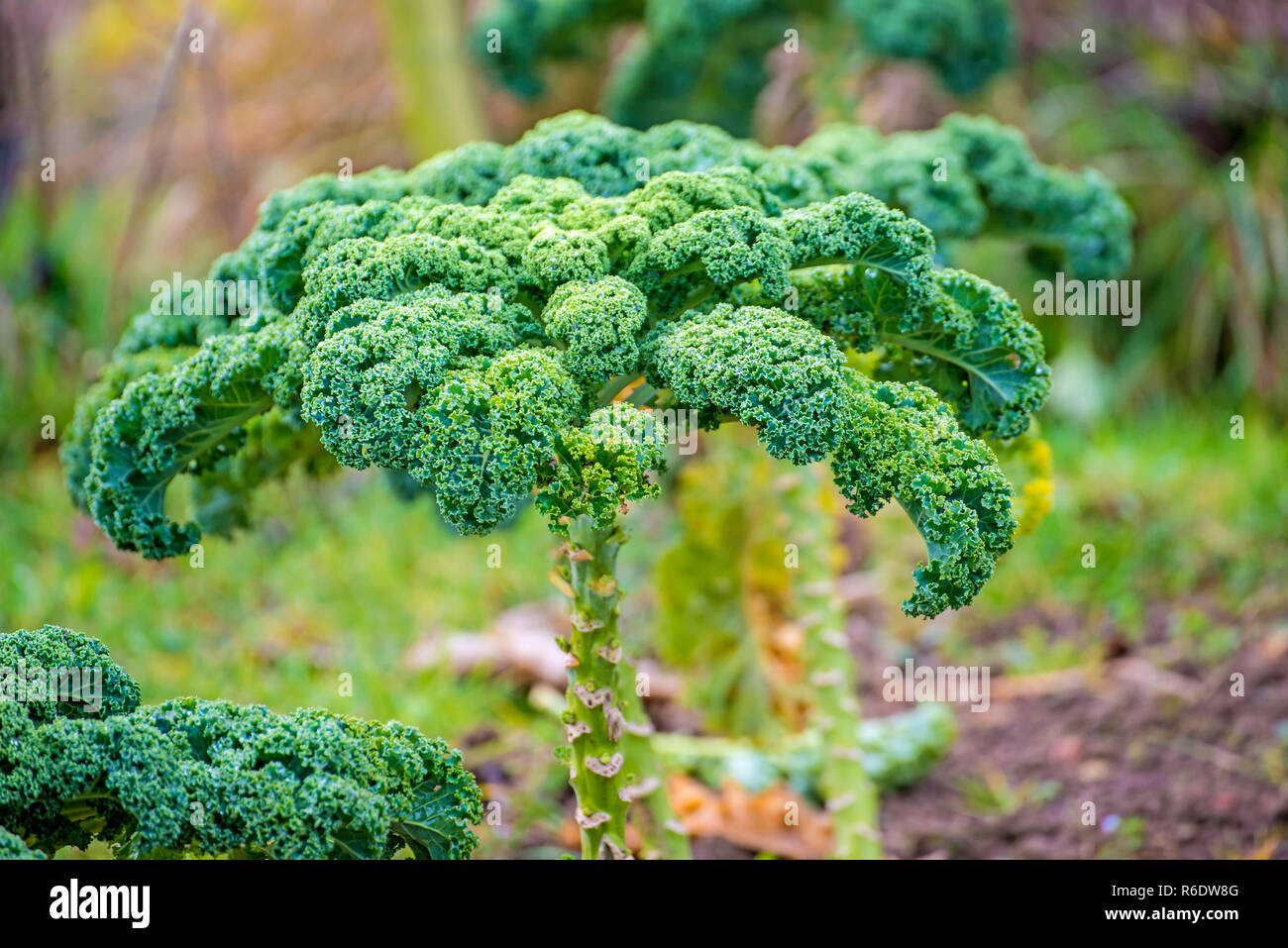 Kale cultivation hi-res stock photography and images - Alamy