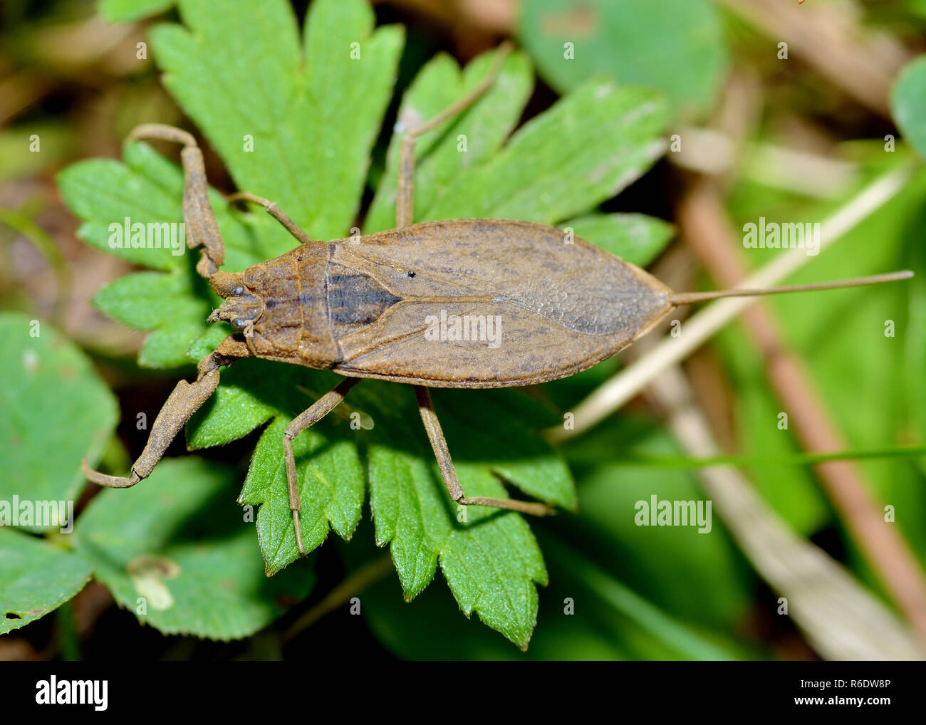 Water Scorpion lies in the grass.It's a freshwater bug Stock Photo - Alamy