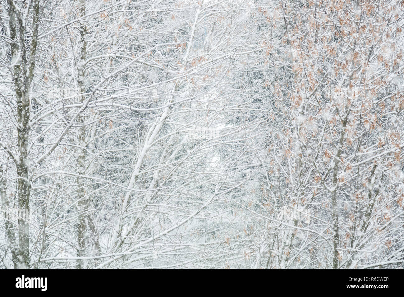 Fairy-tale winter weather. Heavy snowfall. Beautiful winter background ...