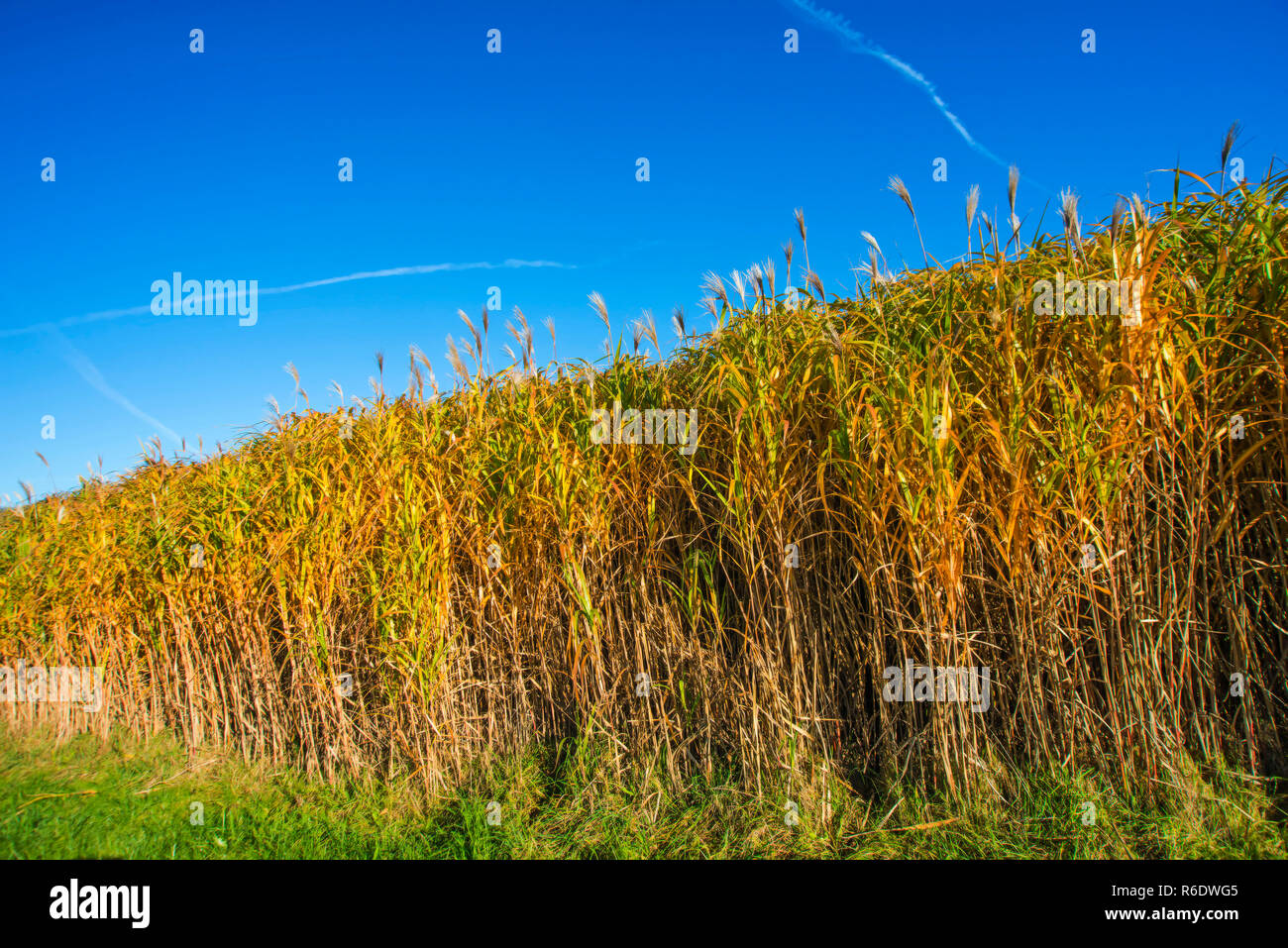 Field switch grass in autumn hi-res stock photography and images - Alamy