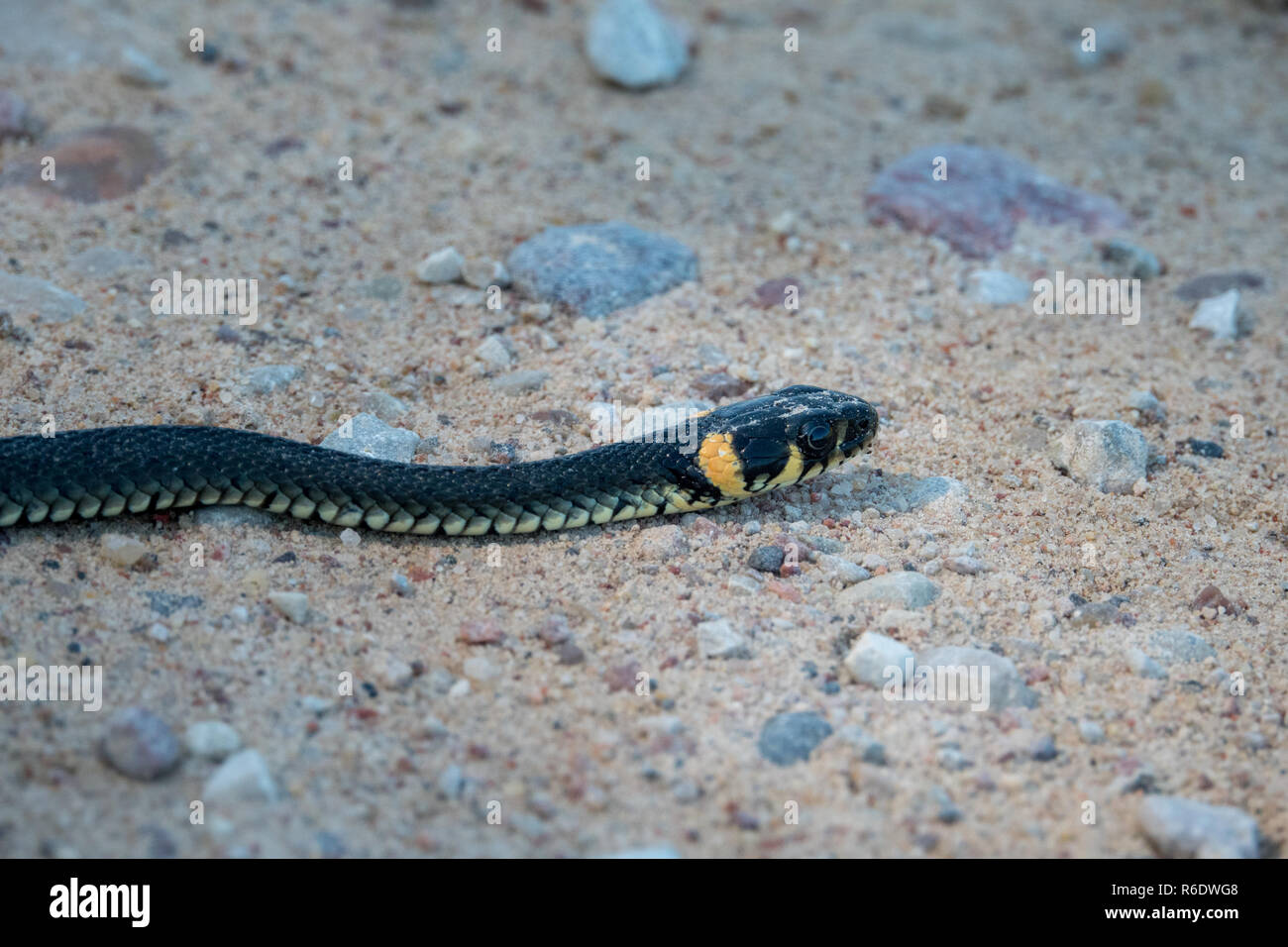 Grass snake crawling on the road Stock Photo - Alamy