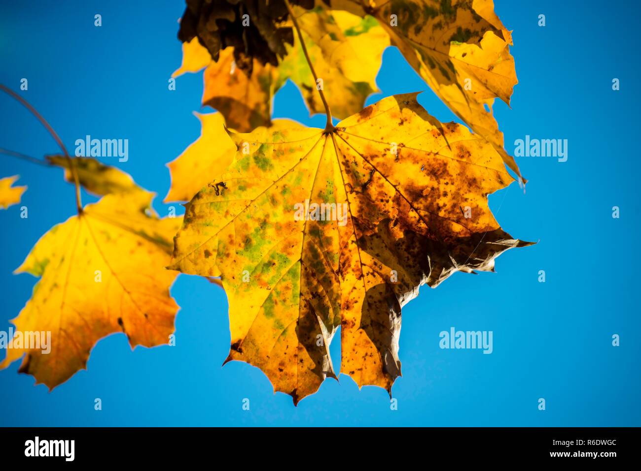 Sycamore Maple Leaf High Resolution Stock Photography and Images - Alamy