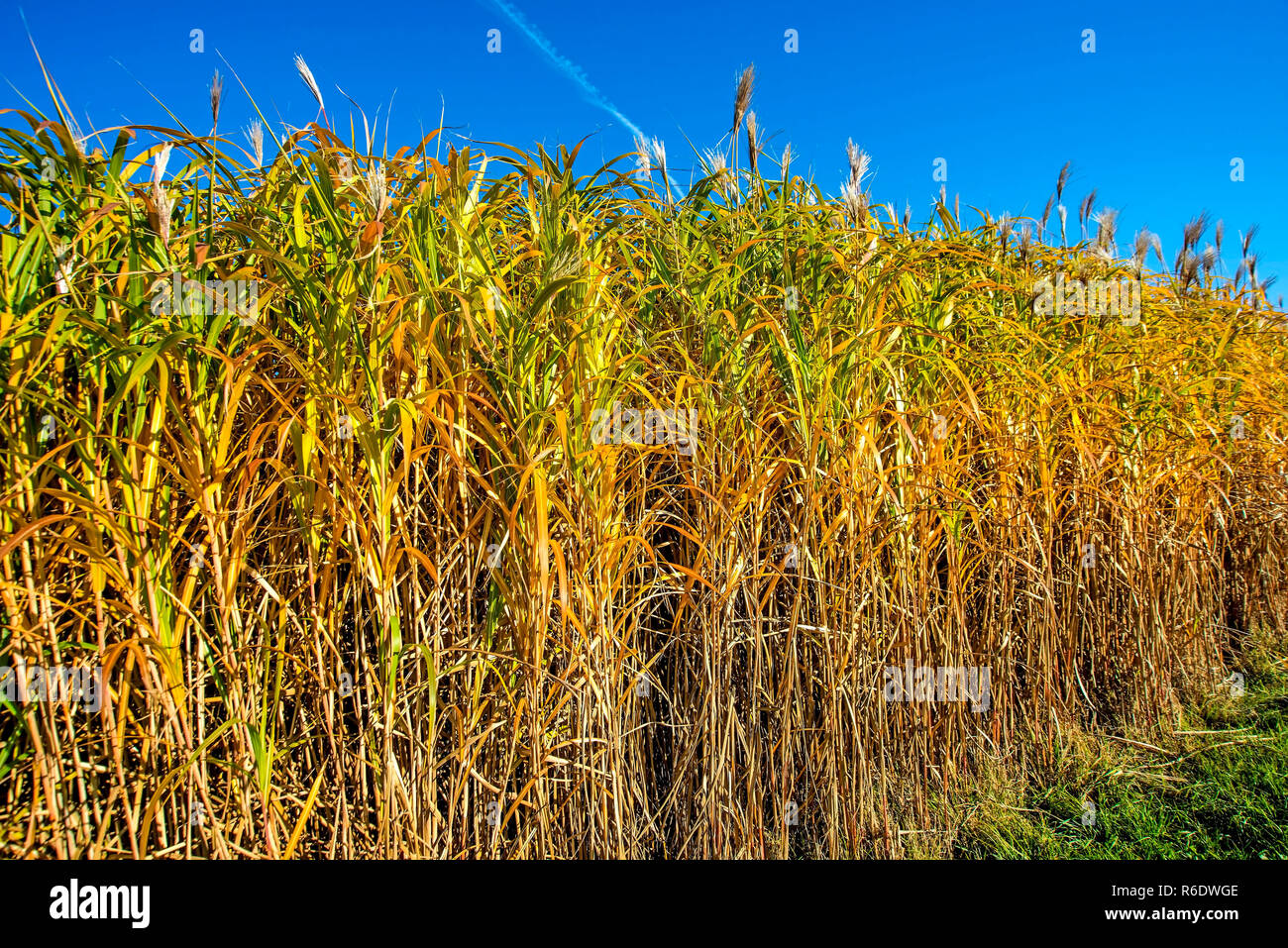 Switchgrass field hi-res stock photography and images - Alamy