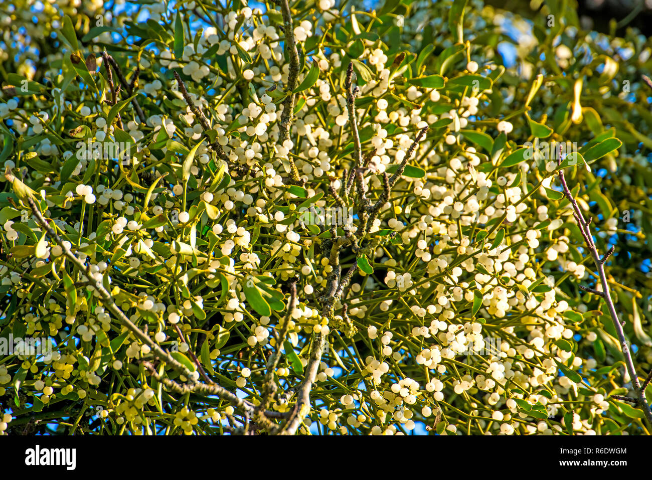 Mistletoe Therapy High Resolution Stock Photography and Images - Alamy