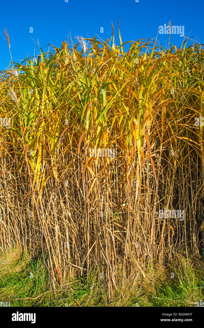Switchgrass field hi-res stock photography and images - Alamy