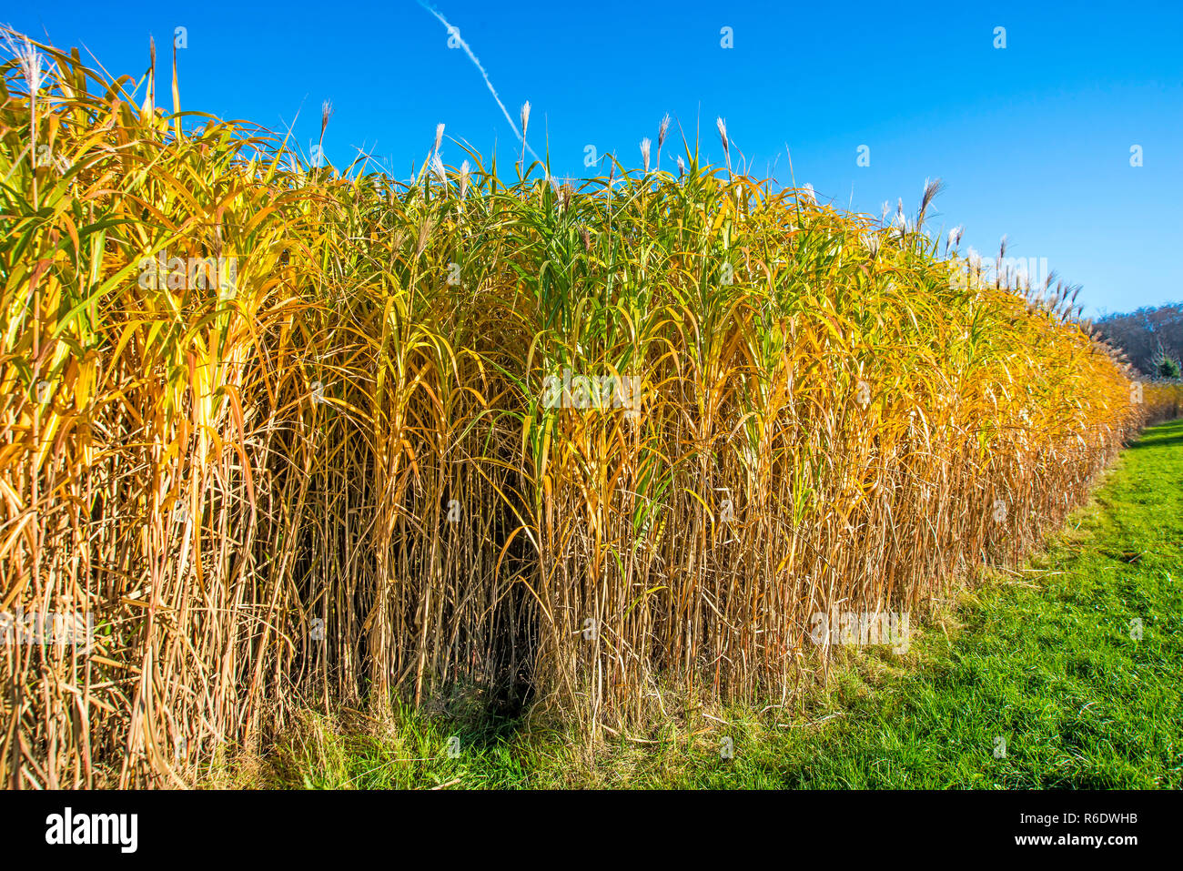 Switchgrass field hi-res stock photography and images - Alamy