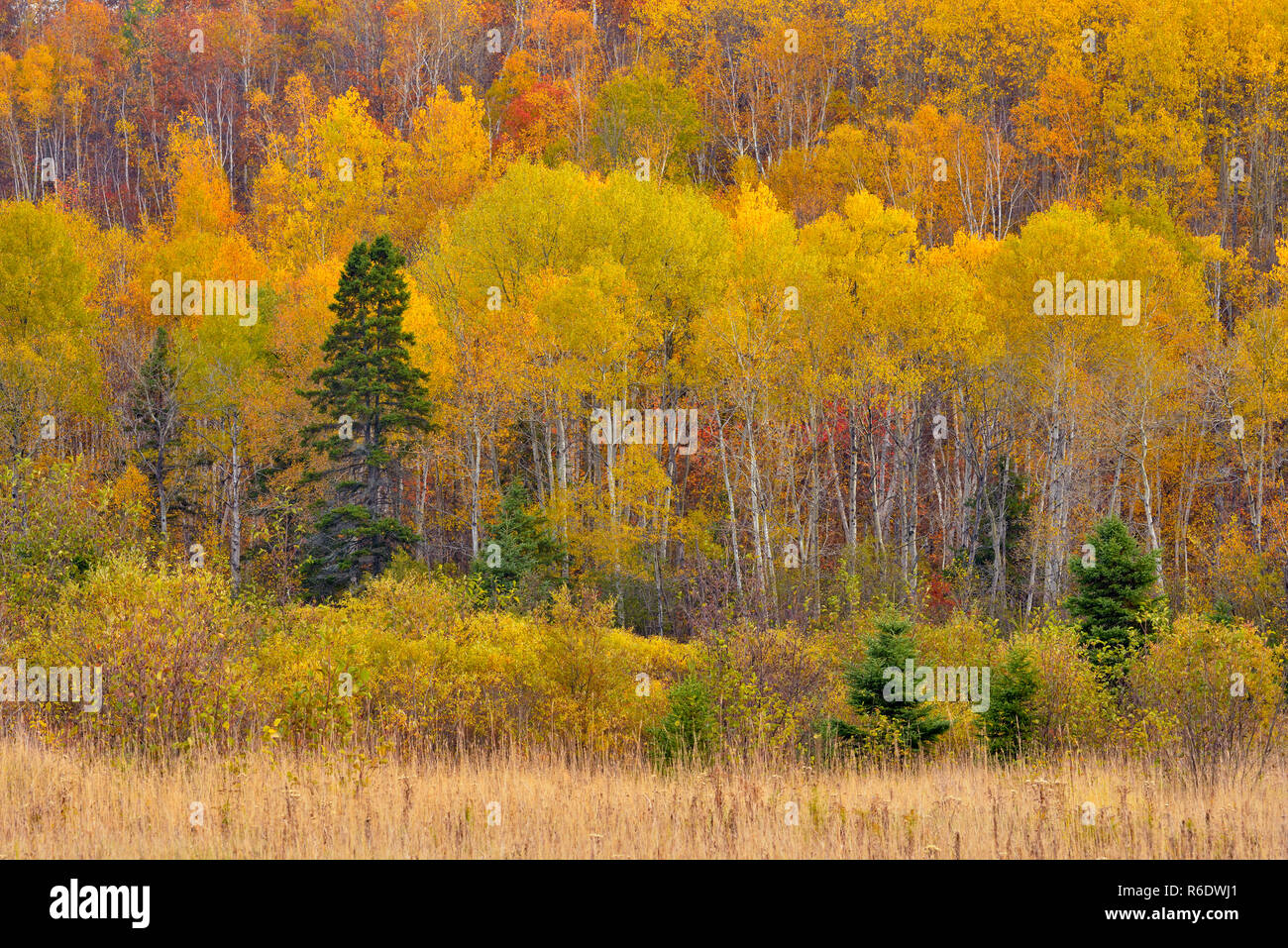 Autumn aspen foliage at the edge of a meadow, Greater Sudbury, Ontario ...