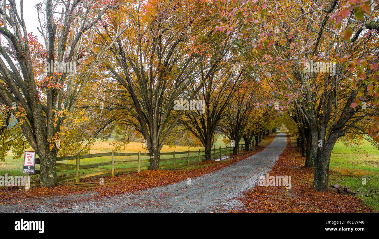 Trees lining country road hi-res stock photography and images - Alamy