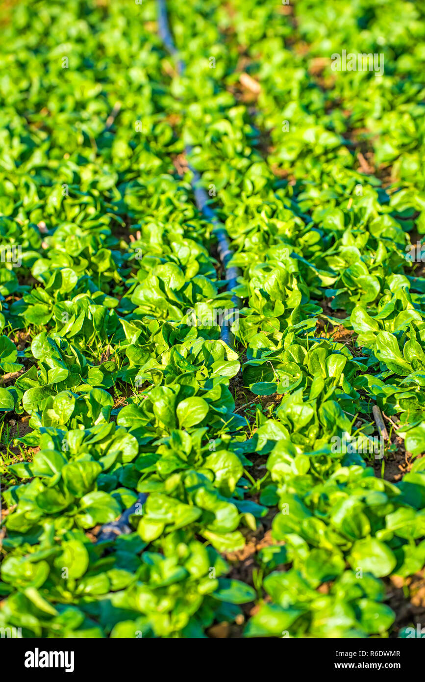 Field Of Spinach Stock Photo - Alamy