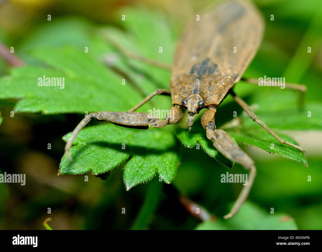 Water Scorpion lies in the grass.It's a freshwater bug Stock Photo - Alamy