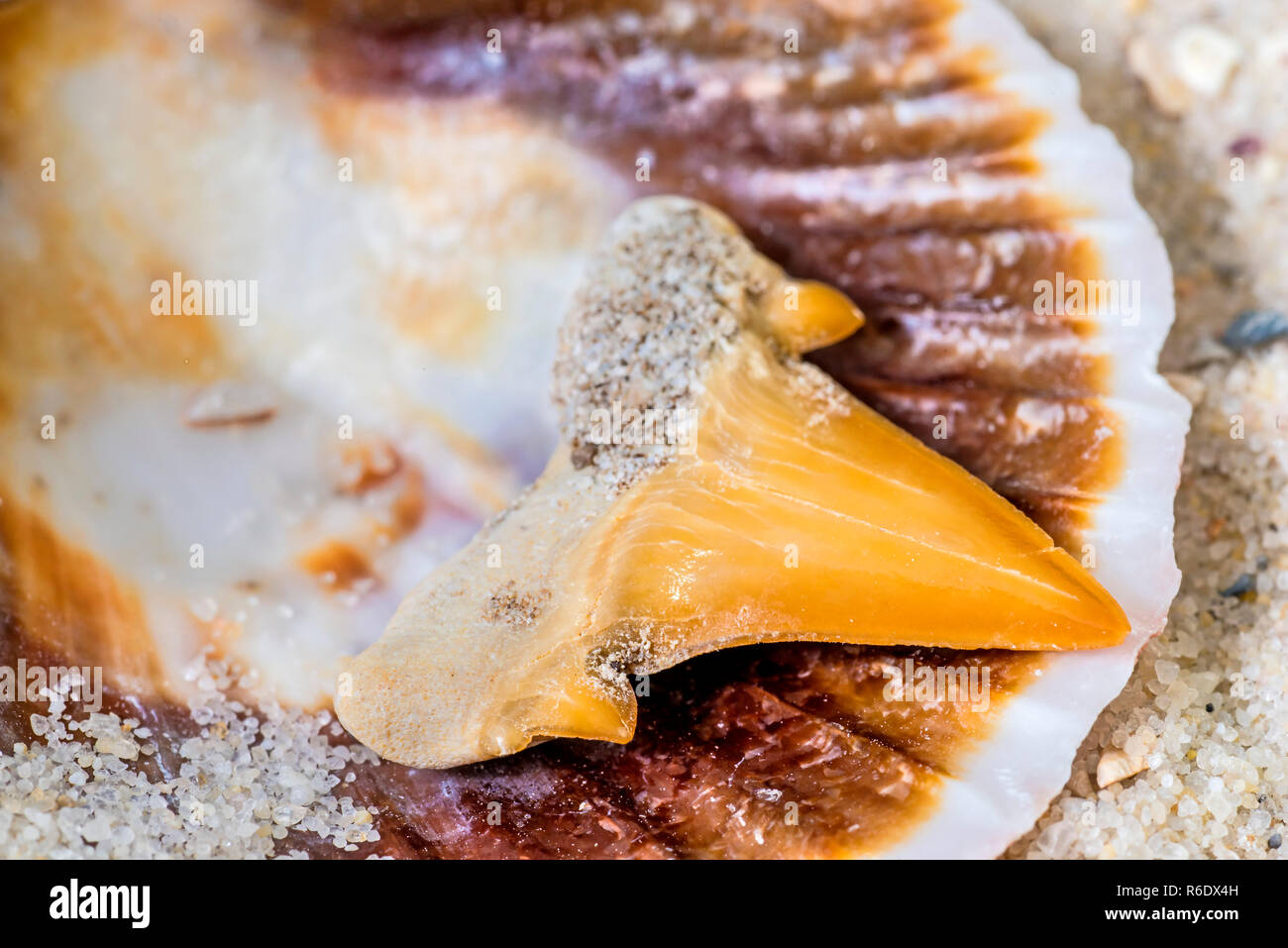 Shark tooth beach hi-res stock photography and images - Alamy