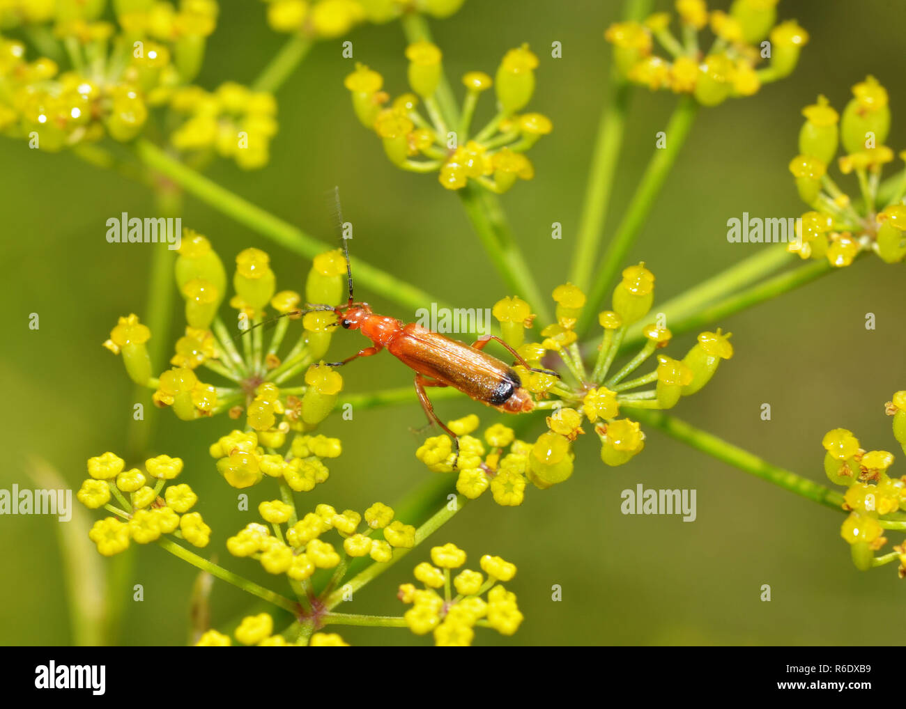 Beetle crawling on a stalk of grass .Insects are very active during the ...
