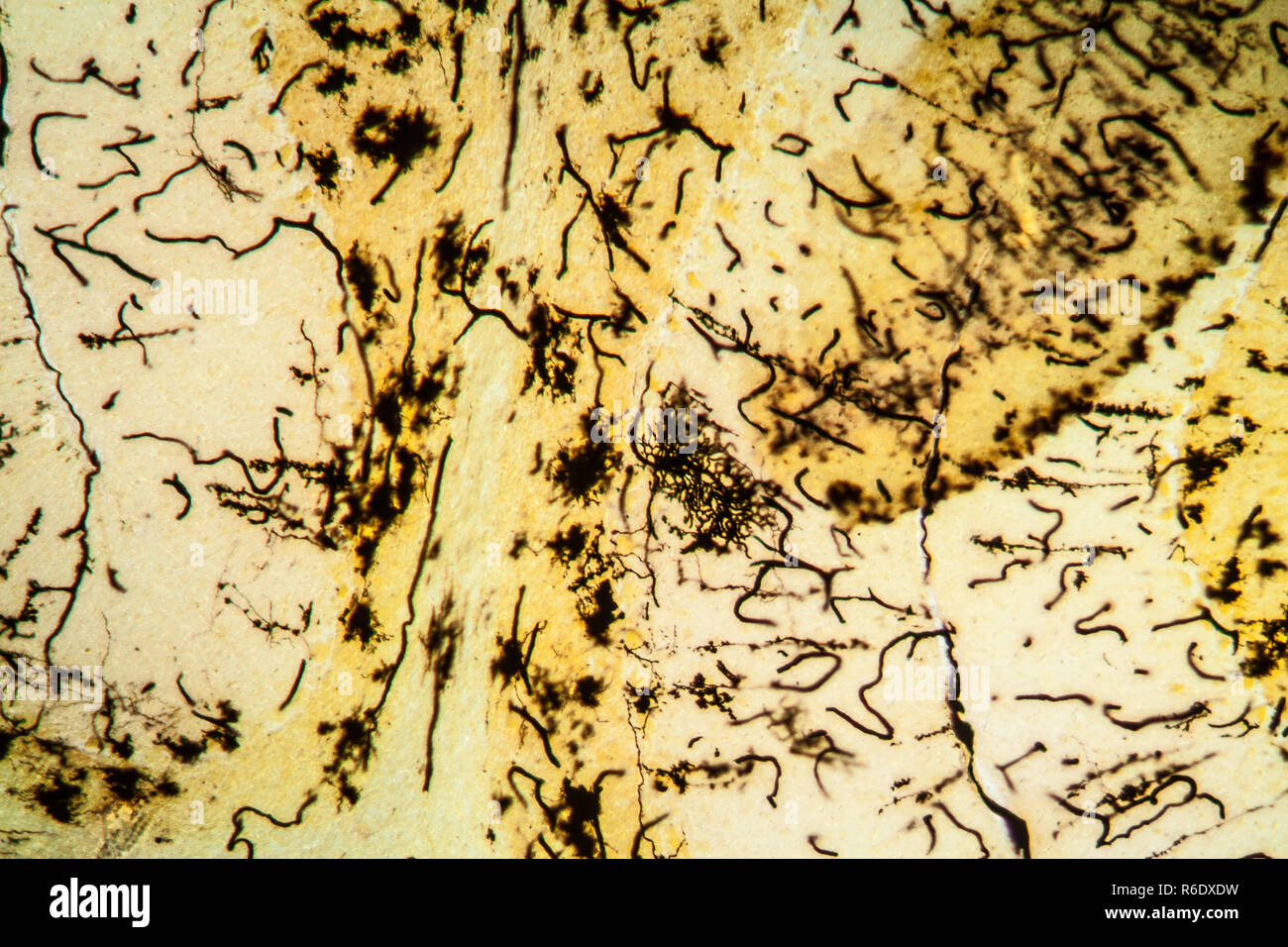 cat cerebellar tissue under the microscope 100x Stock Photo - Alamy